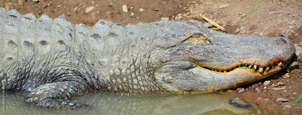 An alligator is a crocodilian in the genus Alligator of the family ...