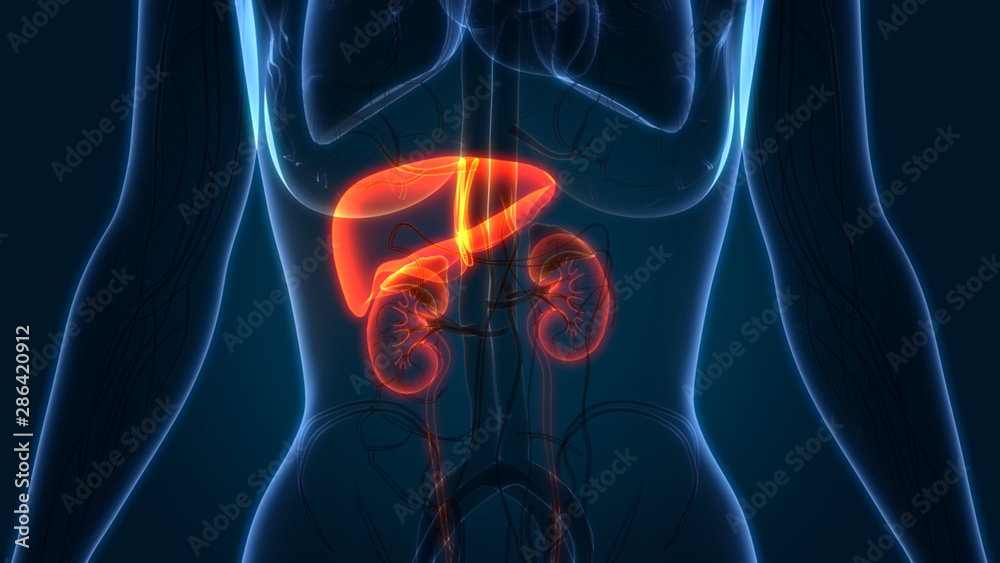 Human Liver with Urinary System Anatomy Stock Illustration | Adobe Stock