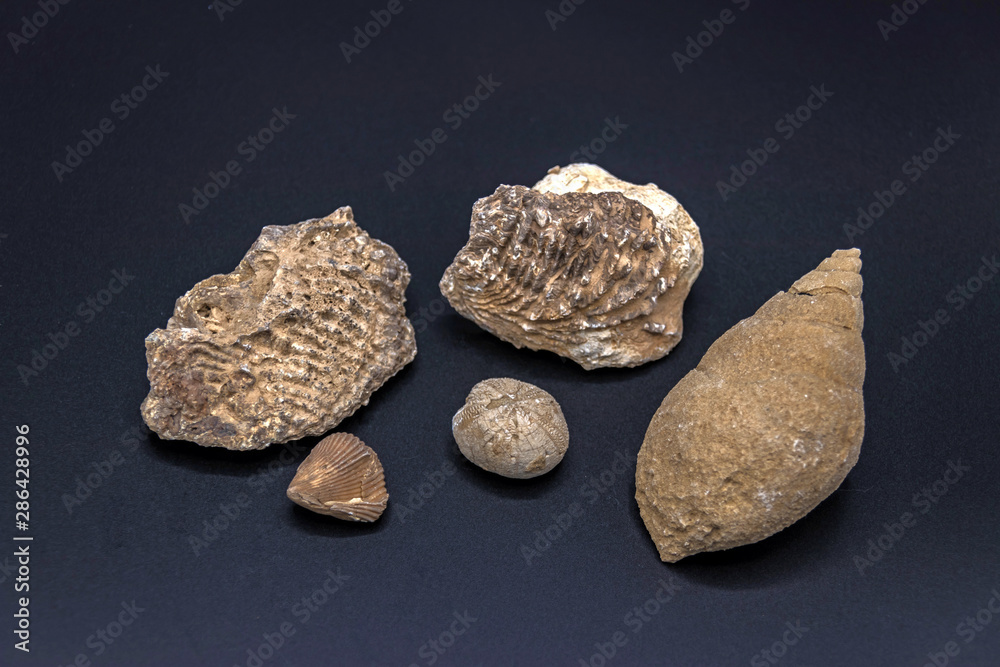 Foto de Fossil shells of sea mollusks and sea urchin (in the center ...