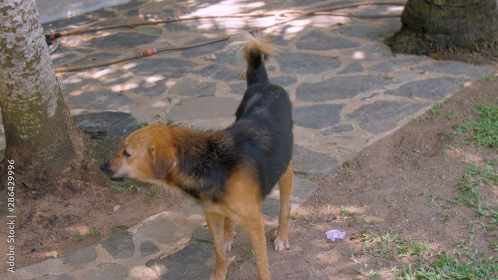 lovely big dog with ginger legs and black body barks standing amidst ...