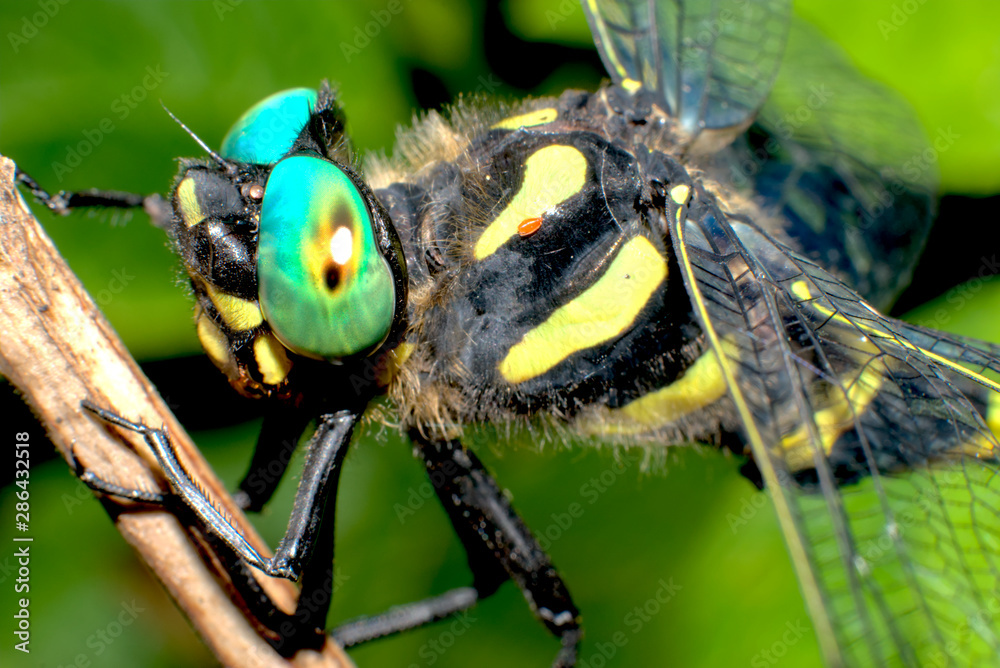 オニヤンマ Stock 写真 | Adobe Stock