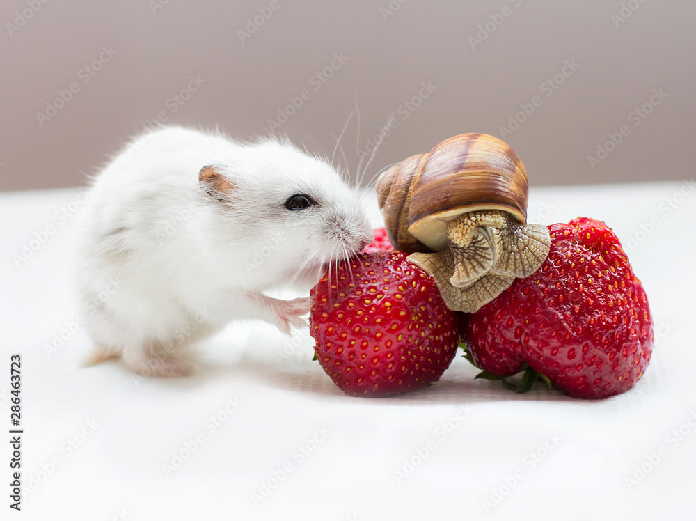 Hamsters Eating Strawberries