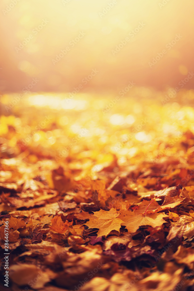 Autumn maple leaves in sunlights, sunny bokeh. Beautiful nature background with forest ground ...