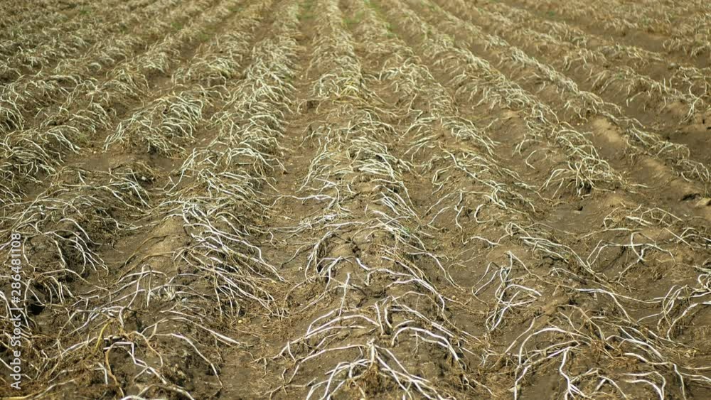 Video „Drought dry field land with potato leaves Solanum tuberosum ...