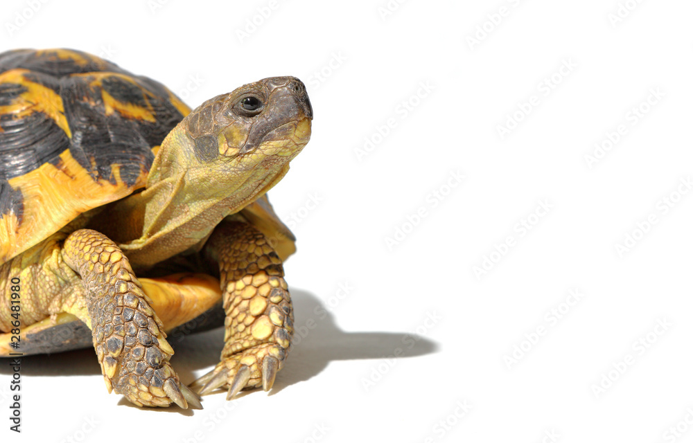 tortoise hermann side view, isolated on white background Stock Photo ...