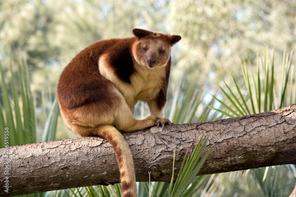 the tree kangaroo is the only kangaroo that can climb Stock Photo ...