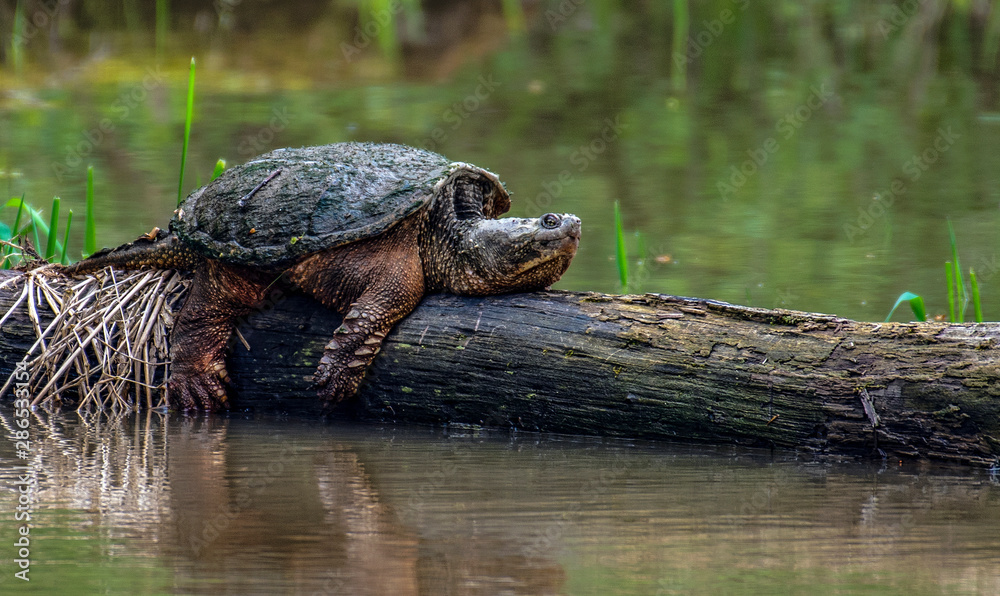 Snapping Turtle Stock Photo | Adobe Stock