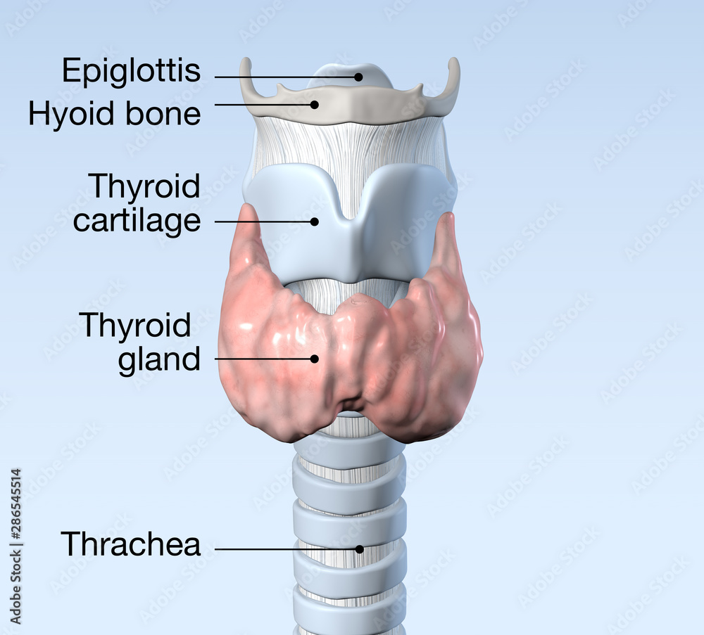 Thyroid gland, lmedically accurate 3D illustration, labeled Stock ...