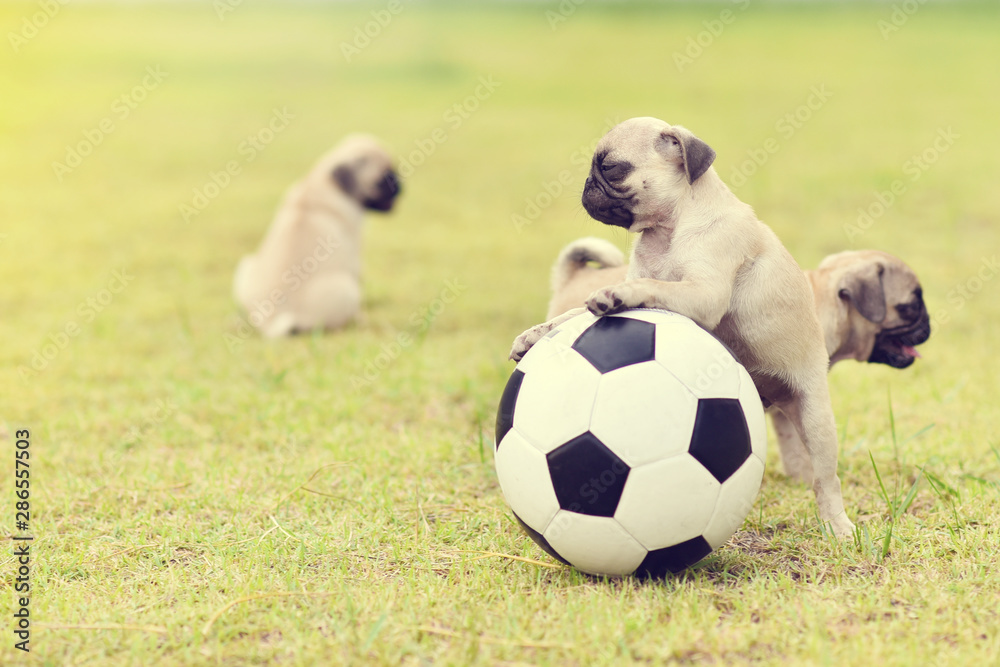 Cute Puppies Playing Soccer