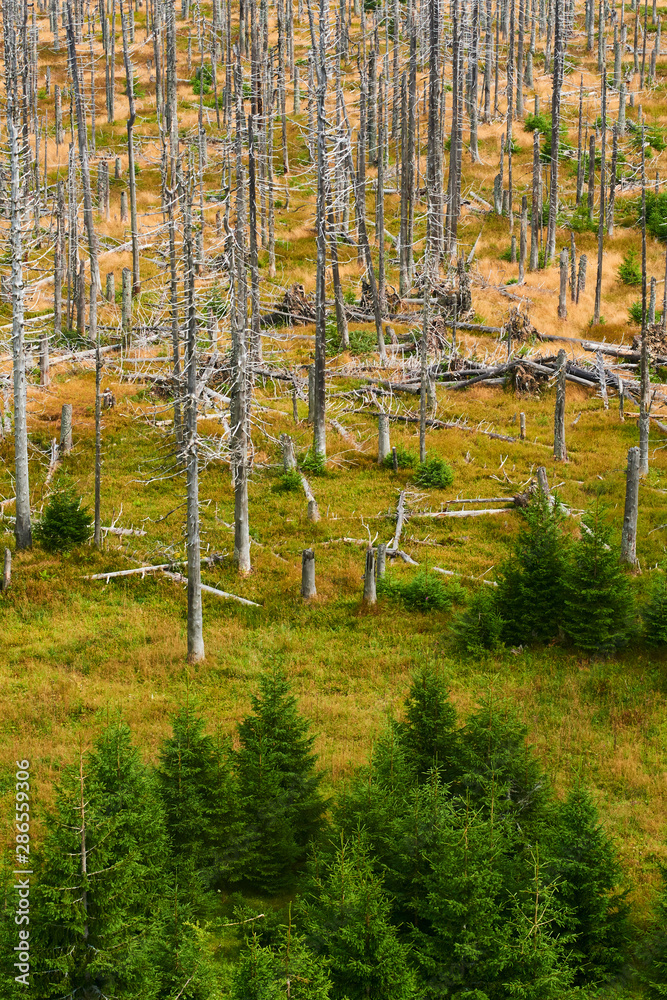 Natural forest regeneration without human intervention in national park ...