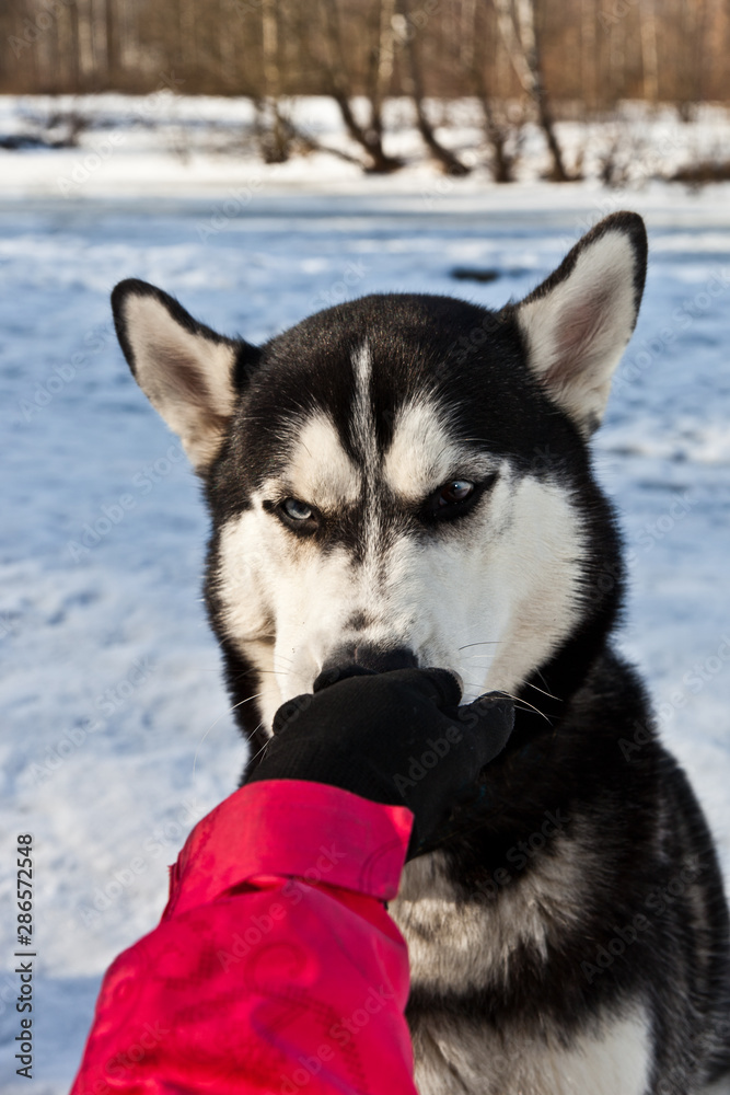 Dog breed Siberian Husky takes a piece of the delicacy from the hand of ...