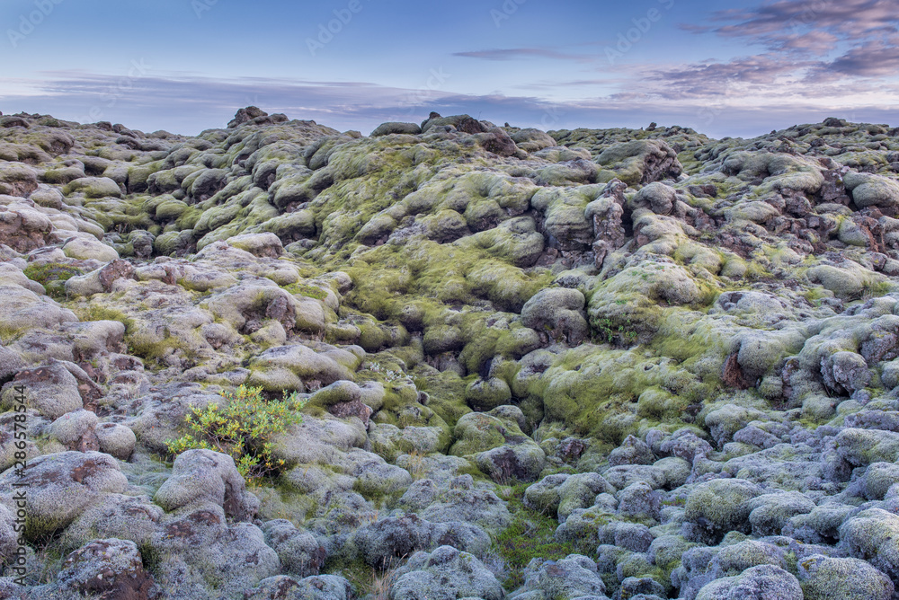 Woolly fringe-moss (Racomitrium lanuginosum) covers a segment of the ...