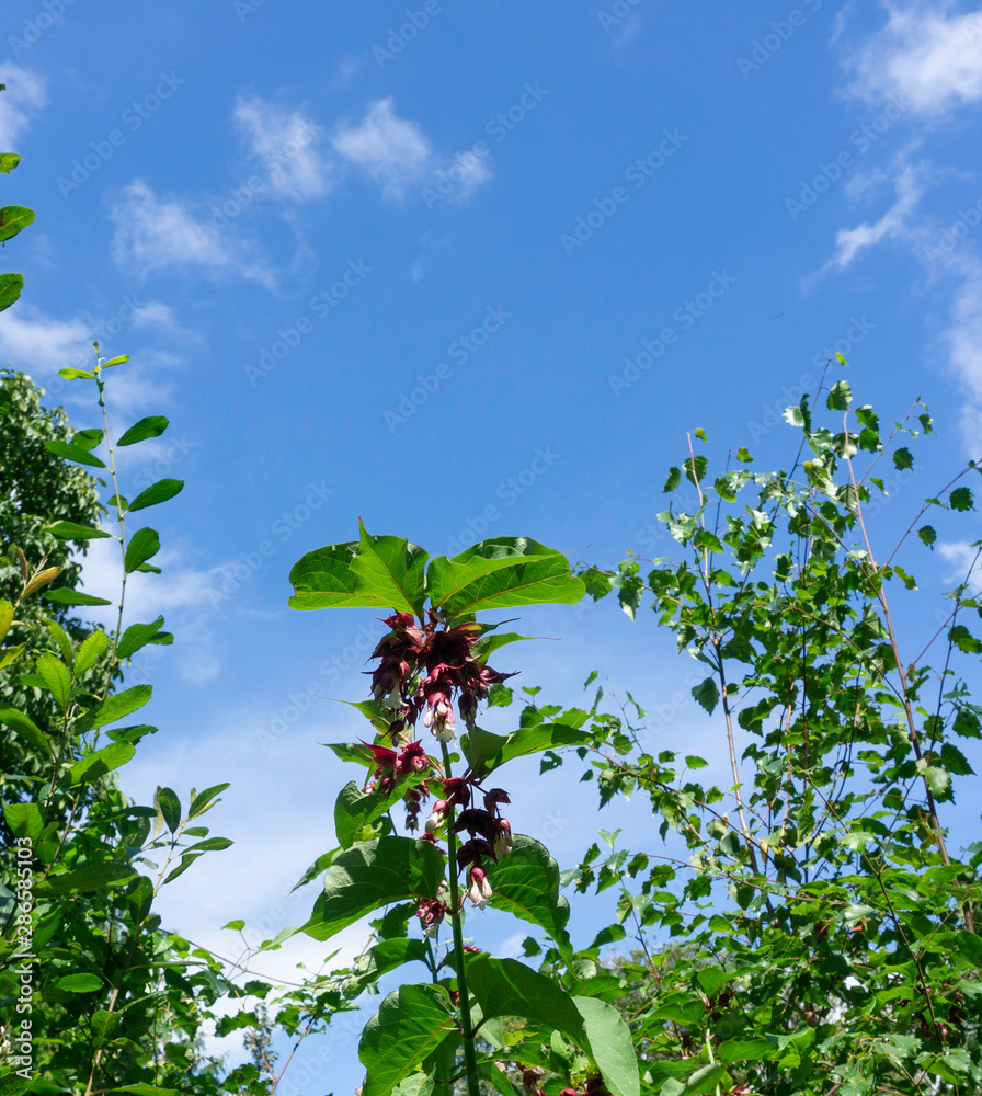 A close up of Paulownia Tomentosa, also known as Foxglove Tree or ...