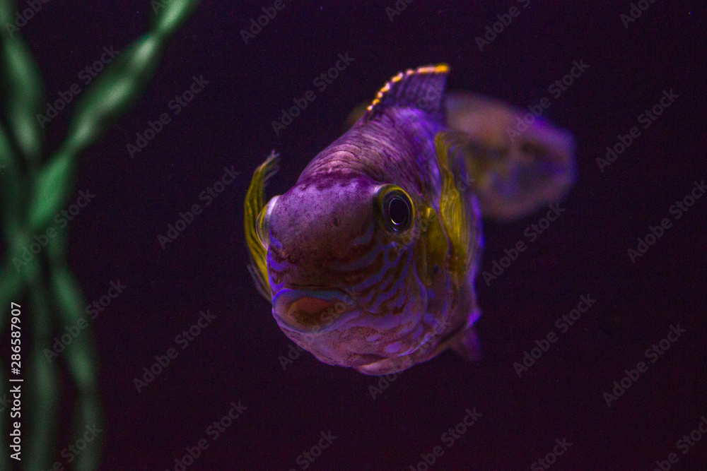 The big and small fish in aquarium, fish aquarium, fish and stone Stock ...