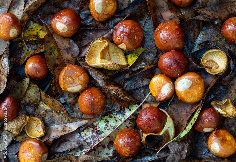 Seeds and fallen leaves of a red buckeye tree (Aesculus pavia), after a ...