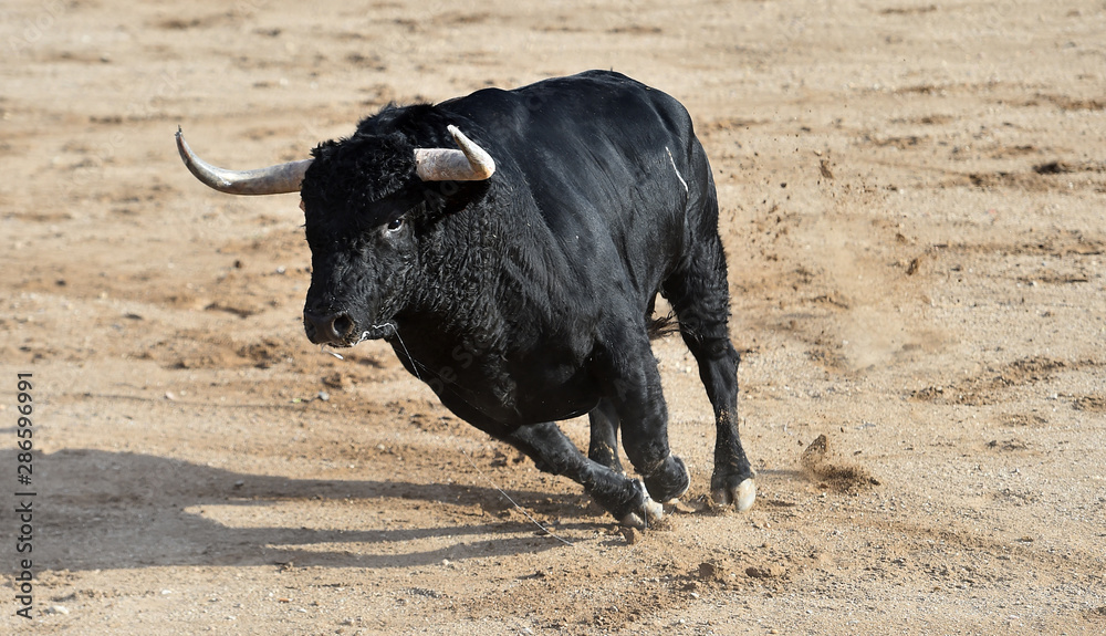 toro bravo español corriendo en una plaza de toros en un tradicional ...