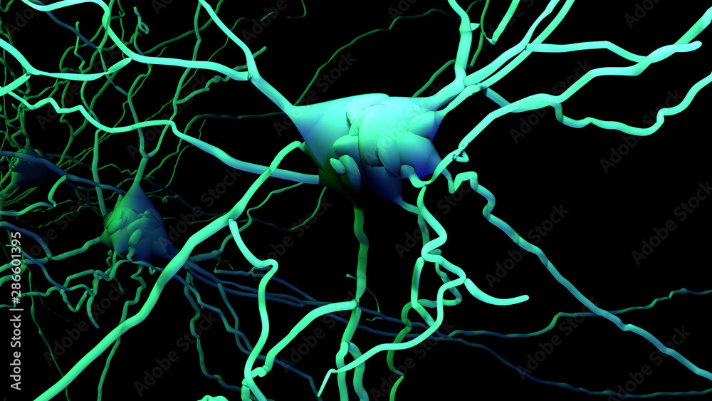 Journey into the brain that passes through the neurons transmit ...