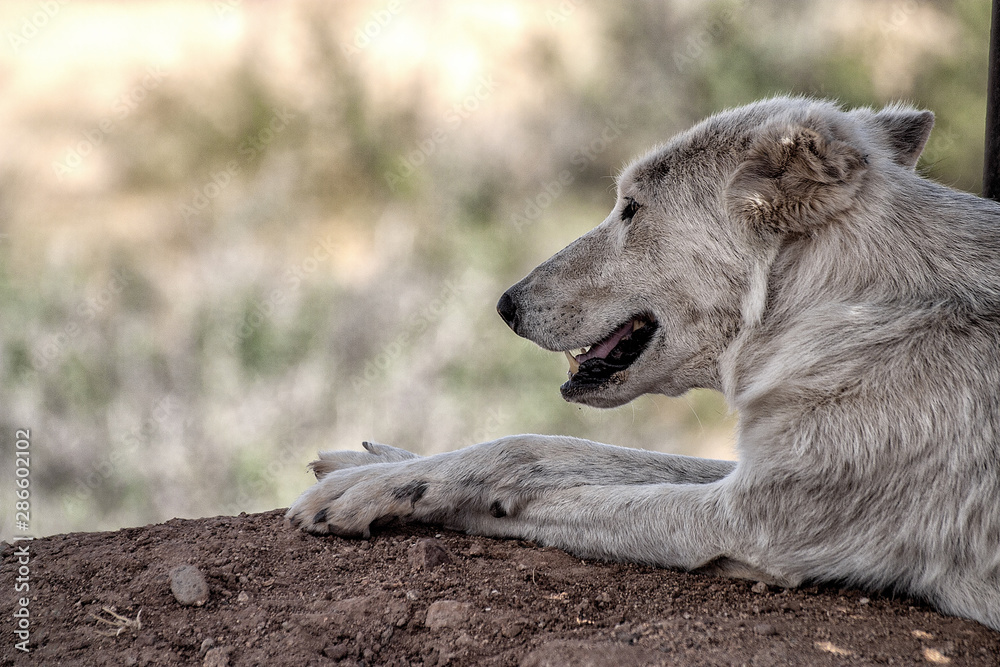 Arctic Wolf. Partial image with wolf facing left and paws crossed ...