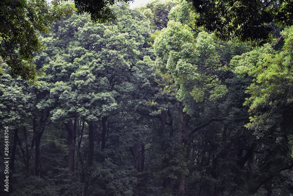 Traditional Japanese gardens in public parks in Tokyo, Japan. Views of ...
