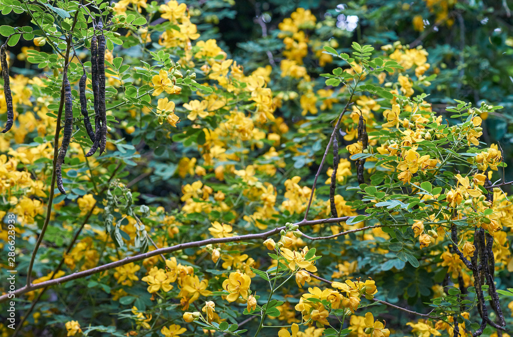 A green and gold image full of the flowers, seed pods and leaves of the ...