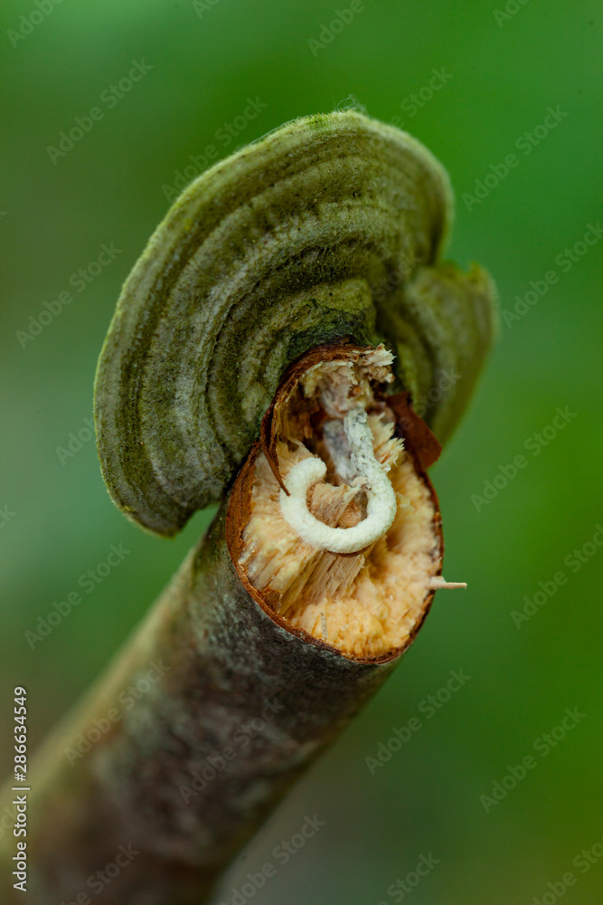 squirming wood worm on a bark with a fungi in a blurred background ...