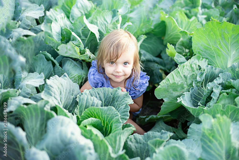 Baby sitting in cabbage plant. Cute little girl on cabbage field. Stock ...