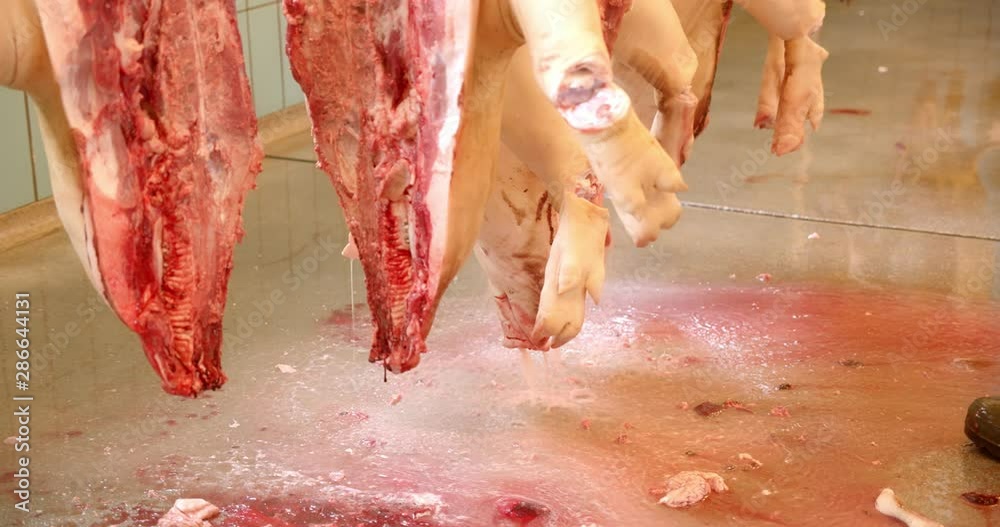 The daily routines in the slaughterhouse. Dead animals that are turned ...
