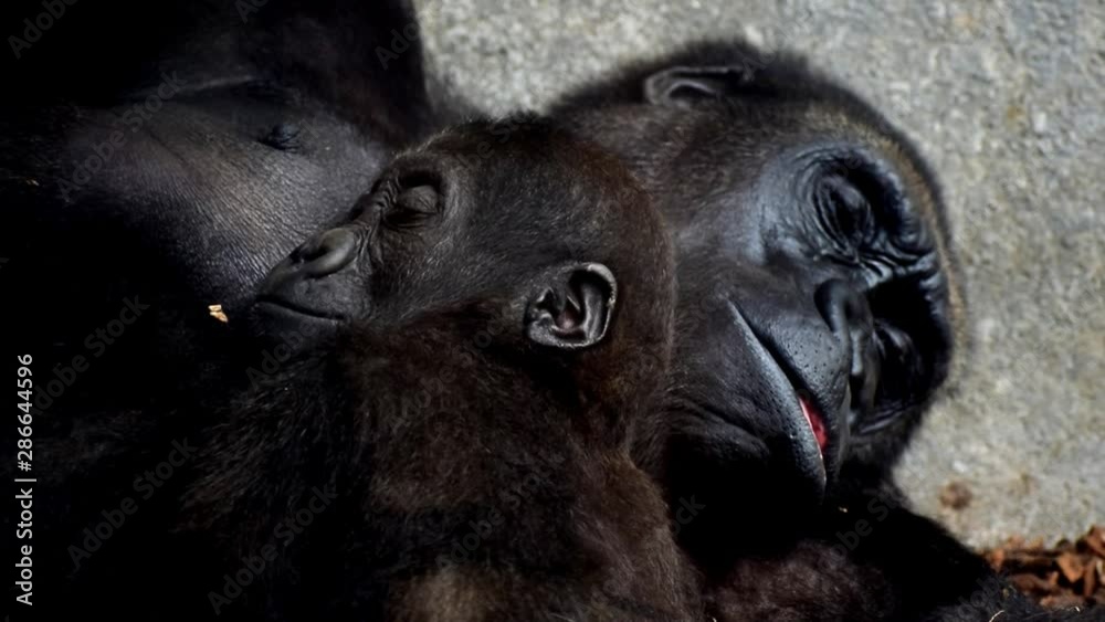 Baby chimpanzee, also known as Pan troglodytes sleeping at his mother's ...