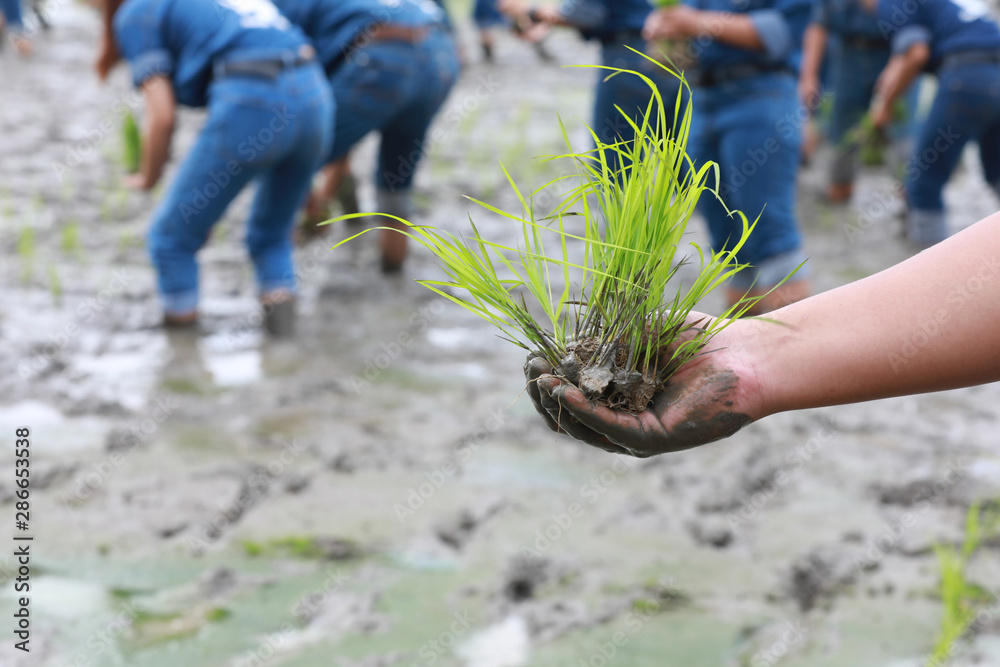 Rice planting activities of new students in Thailand. Stock Photo ...