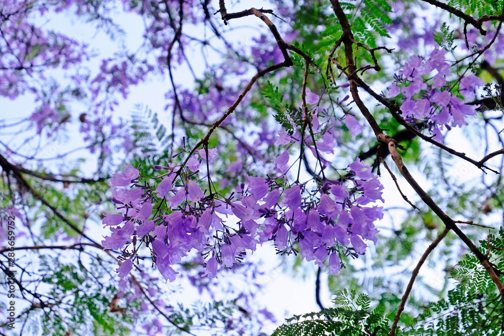 Beautiful Jacaranda obtusifolia (Green ebony, Jacaranda), dark purple ...