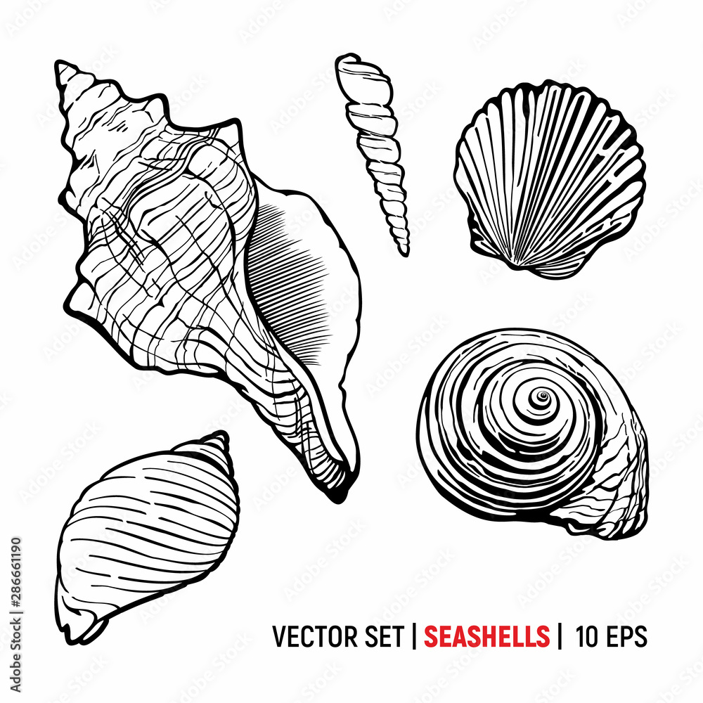 Seashells vector set isolated on white background. Ocean conch and ...