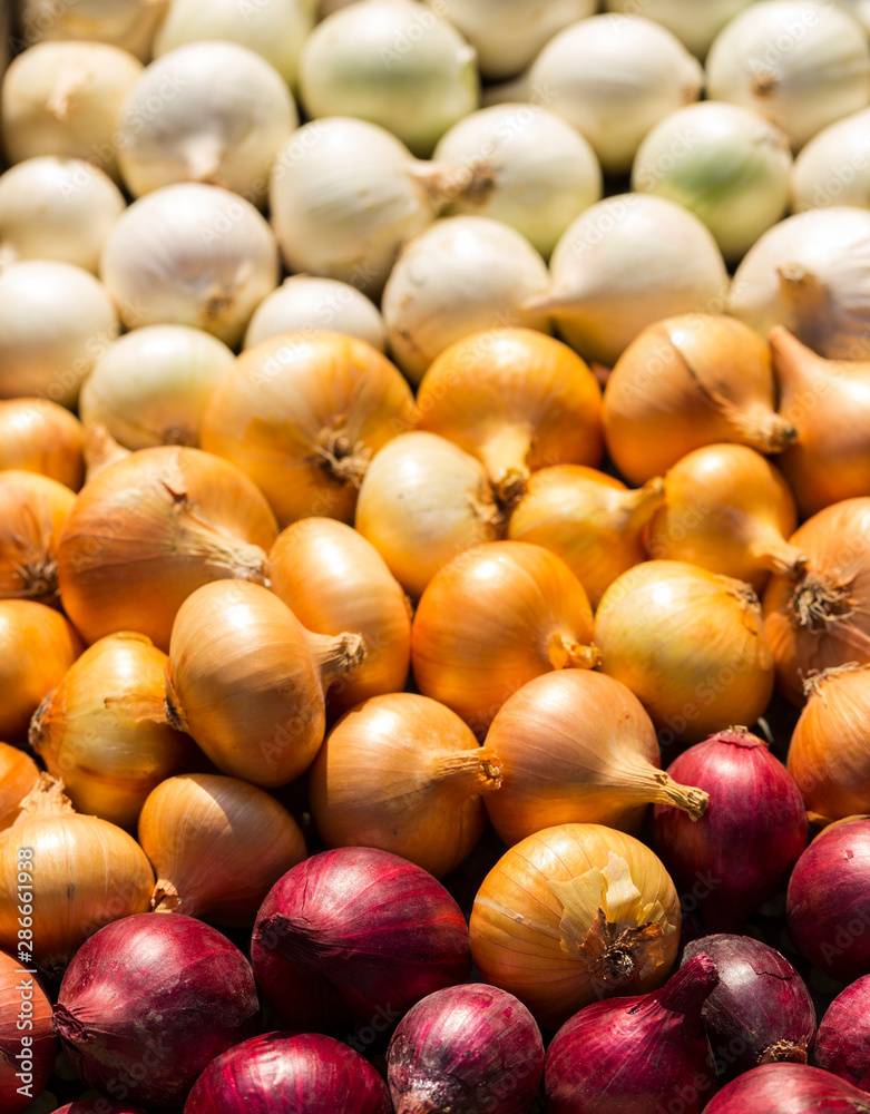 Multicolor onion. Harvest root crops. Red, yellow and white vegetable ...