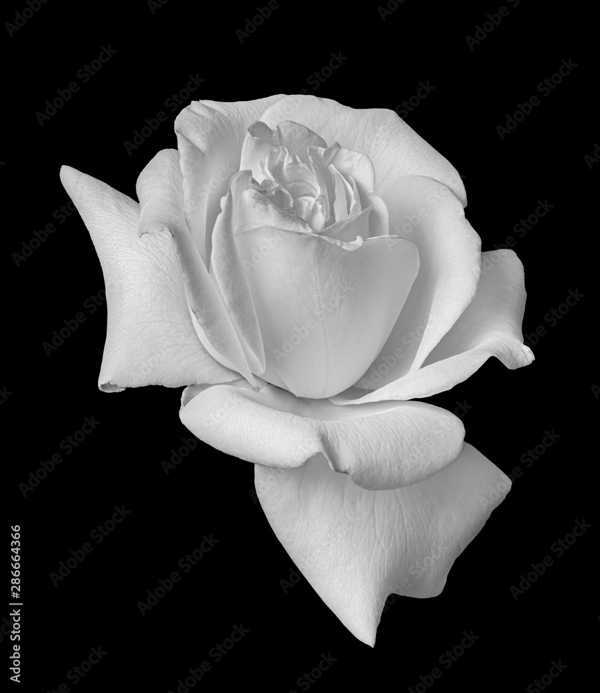 white rose blossom monochrome macro on black background, a fine art ...