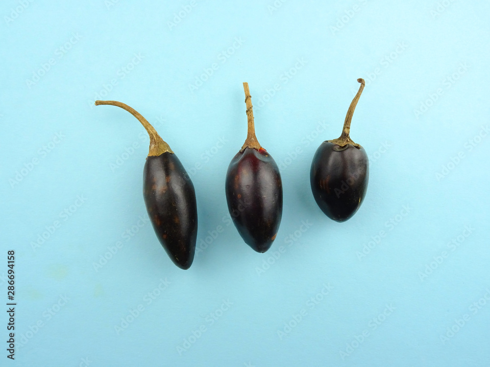 Dried Rattle Mexican Pepper, also known as cascabel chili and rattle ...