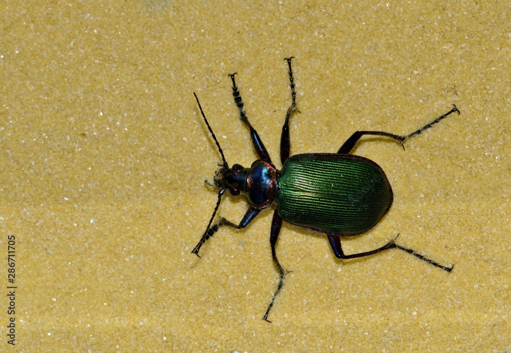 Forest Caterpillar Hunter beetle (Calosoma sycophanta) in light colored ...