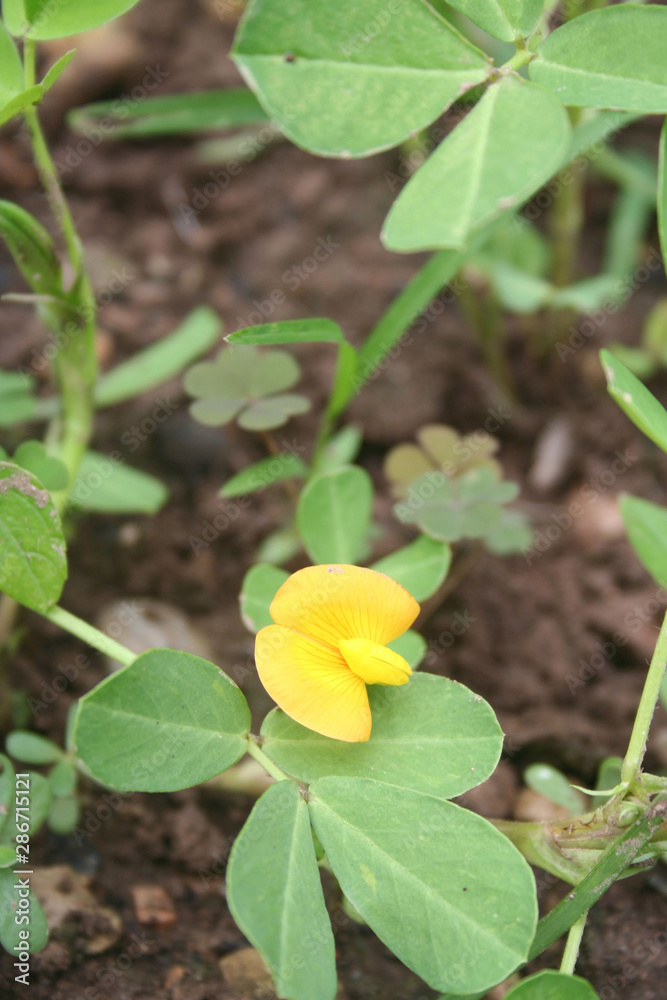 Groundnut Flower