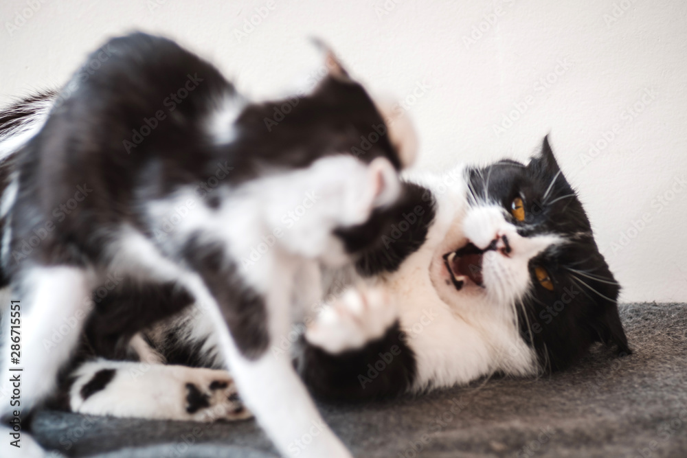 Two funny black and white tuxedo cats are fighting among themselves ...