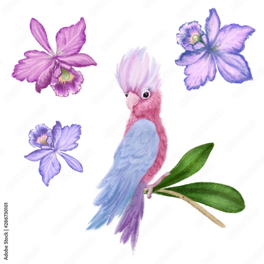 Purple Cockatoo