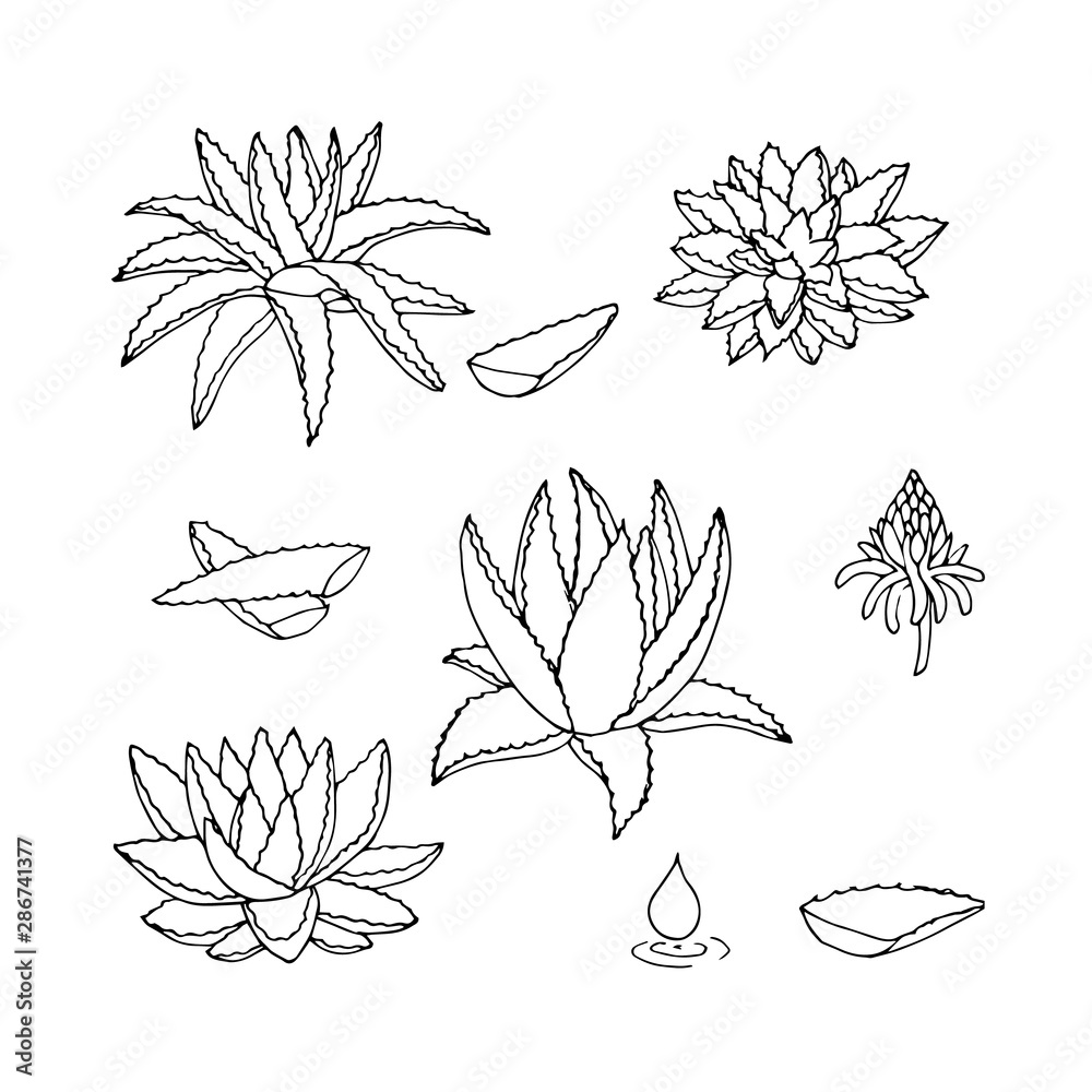 Sketch aloe vera vector collection. Hand drawn aloe outline set. Stock ...