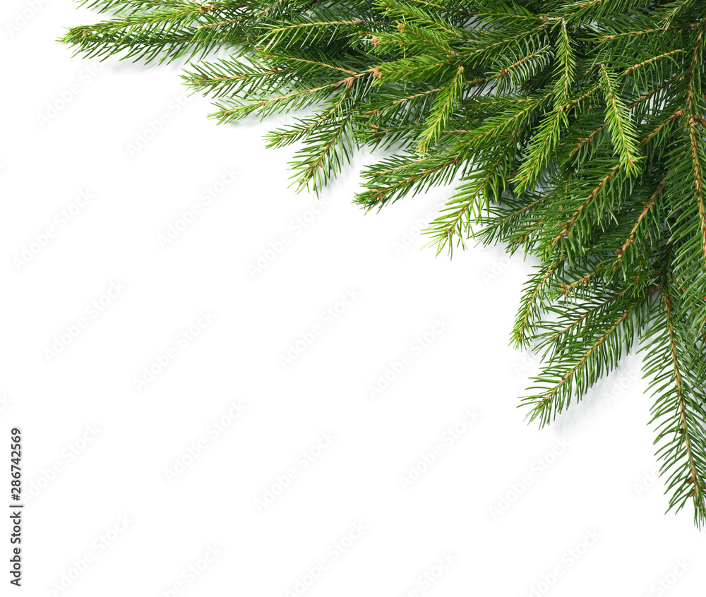 Branches of fir tree on white background Stock Photo | Adobe Stock