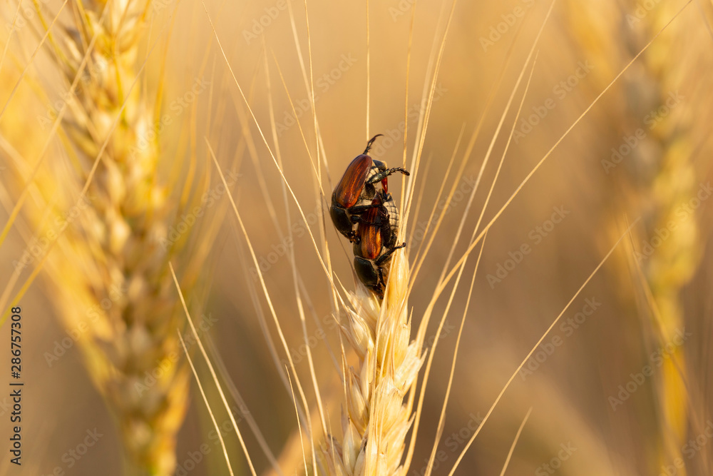 The process of breeding insects. The cockchafer, colloquially called ...