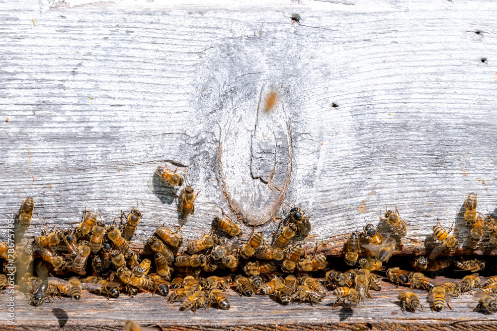 Bees entering and leaving a wooden beehive at the bottom. Many bees are ...