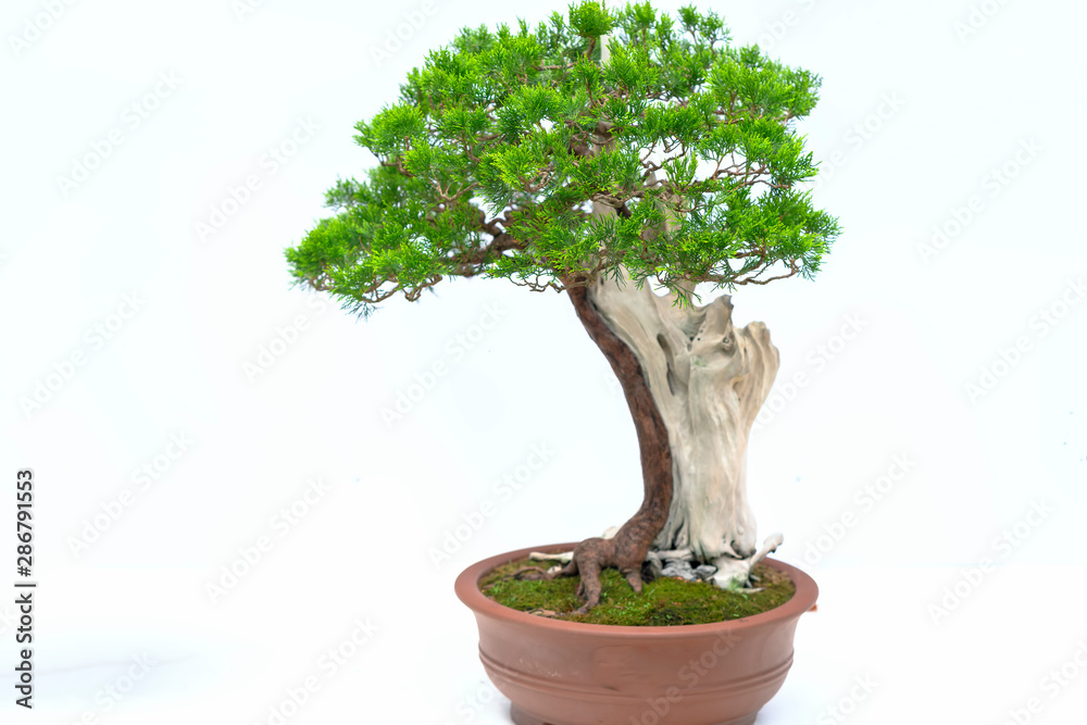 Green old bonsai tree isolated on white background in a pot plant ...