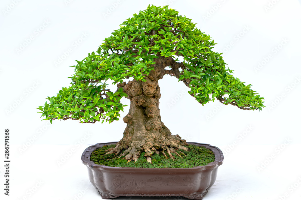 Green old bonsai tree isolated on white background in a pot plant ...