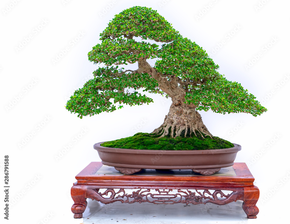 Fotografia do Stock: Green old bonsai tree isolated on white background ...