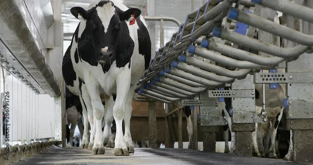 Curious holstein dairy cow enters a milking parlor waiting to be milked ...