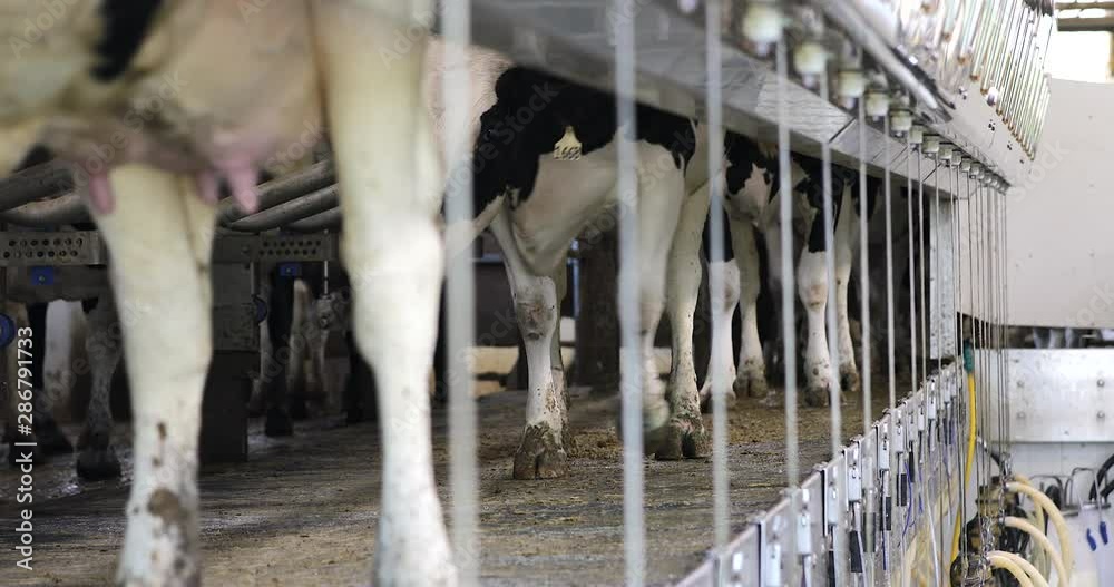 Medium wide shot of dairy cows, holsteins entering a milking parlor on ...