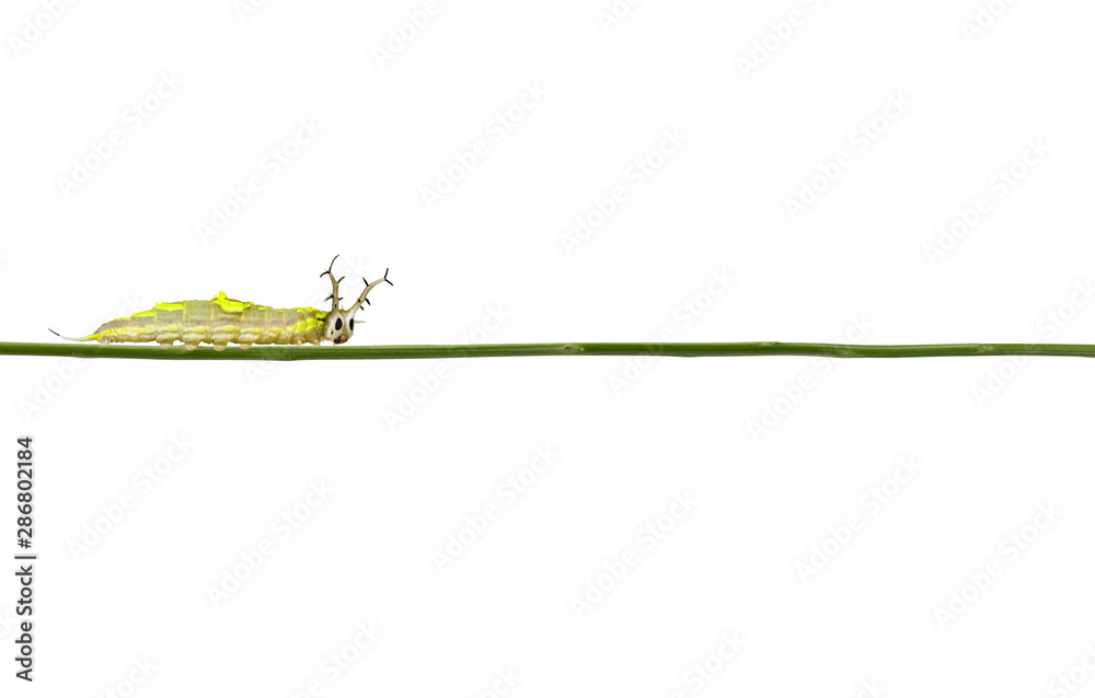 Isolated caterpillar of common pasha butterly ( Herona marathus ) on ...
