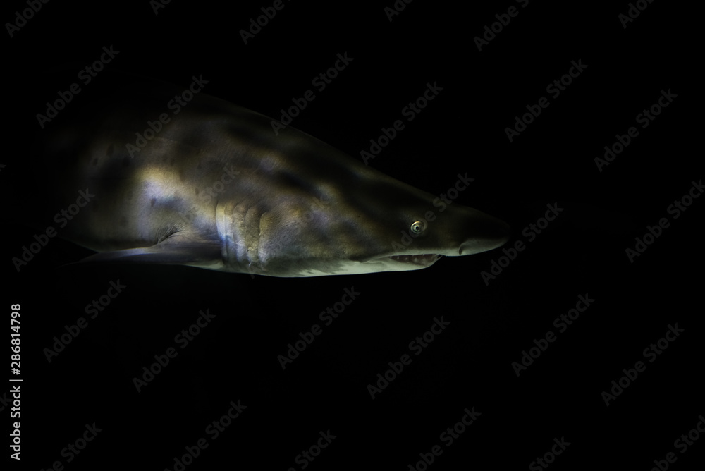Scary large shark swimming in the deep dark ocean. Stock Photo | Adobe ...