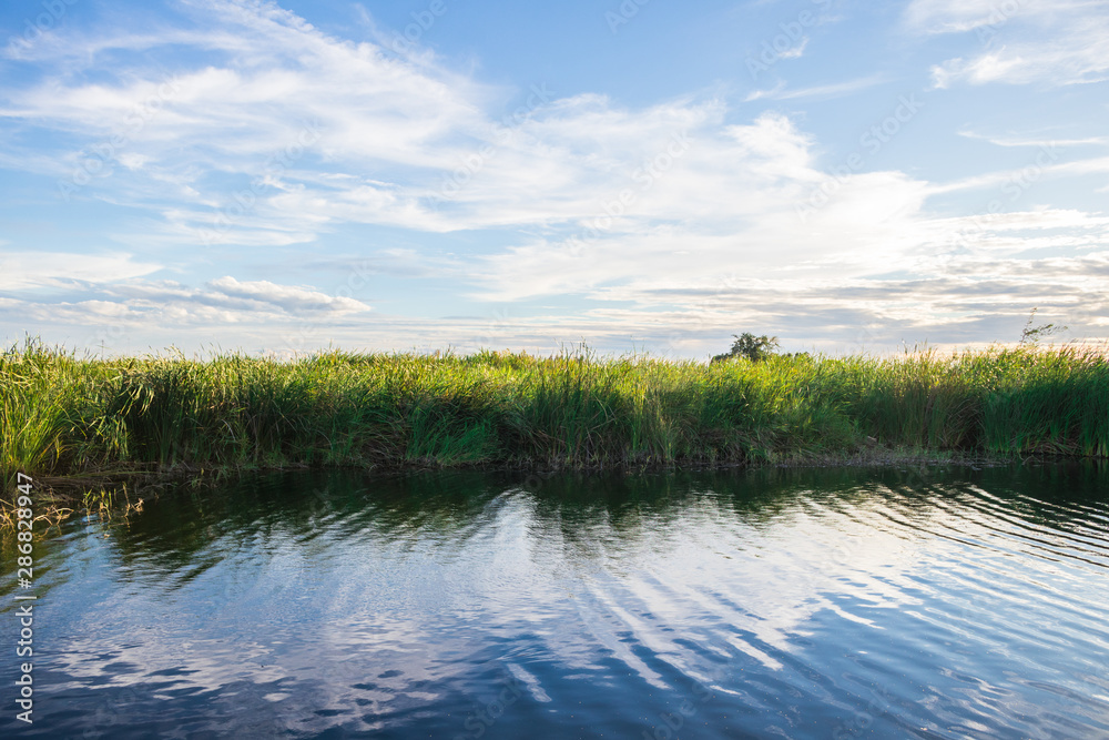 Picturesque scenery of the Bulrush or Cattail (Typha Angustifolia) are ...